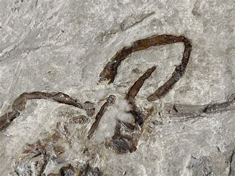 Amphibian Fossil Skeleton Palaeobatrachus 16 Cm 10 Cm Catawiki