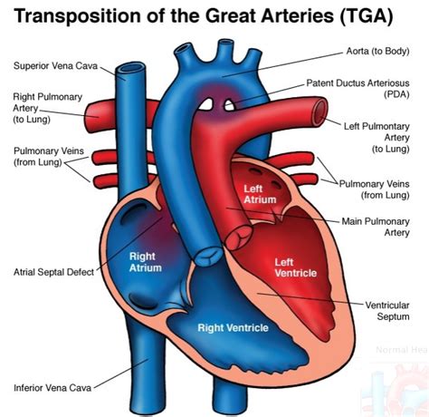 Post Delivery Graphic Anatomy D Tga Ob Images Ob Images