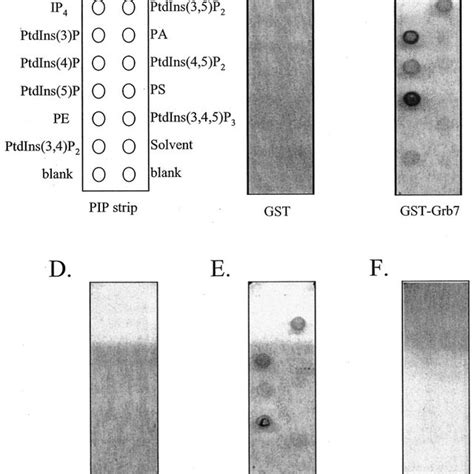 The Phospholipid Binding Specificity Of The Grb7 Ph Domain Equal
