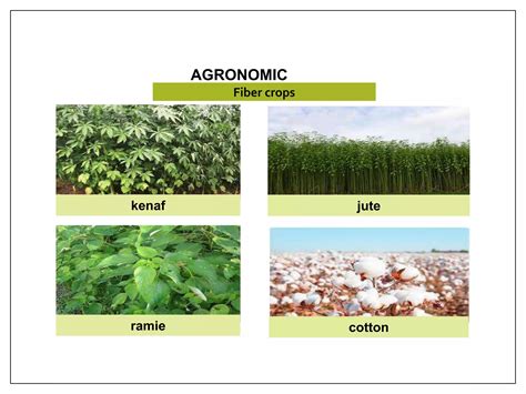 1 Botanical Classificationppt Agriculture Industries