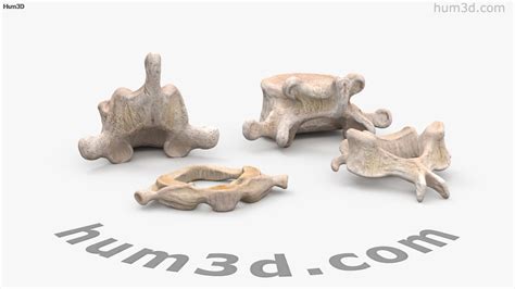 360 View Of Human Vertebrae 3d Model 3dmodels Store