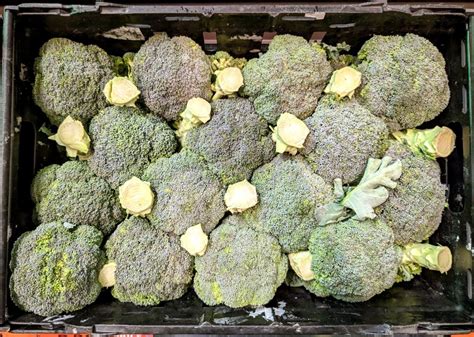 Inside The Box Or Broccoli Cubby Driverless Crocodile