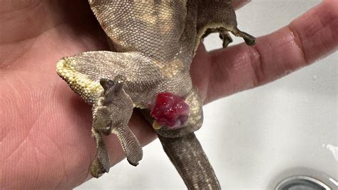 Crested Gecko Prolapse Cause Treatment And Prevention Pet Engineers