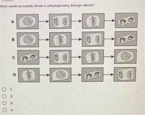 Solved 14 Points Which Model Accurately Shows A Cell Progressing Through Mitosis A B C D C D