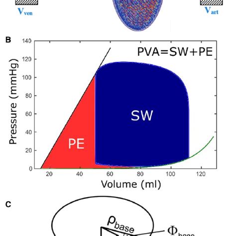 Effects On Pressure Volume Loop By Due To A Change In A Preload At A Download Scientific