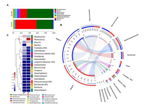 16s Rrna Based Metabarcoding Profiling Of Djoser And Lahun Pyramids