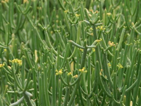 Euphorbia Tirucalli Pencil Tree World Of Succulents