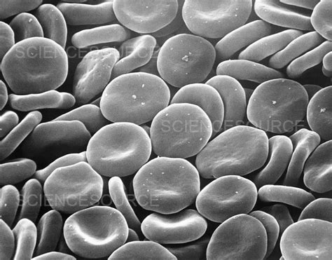 Red Blood Cells Sem Stock Image Science Source Images