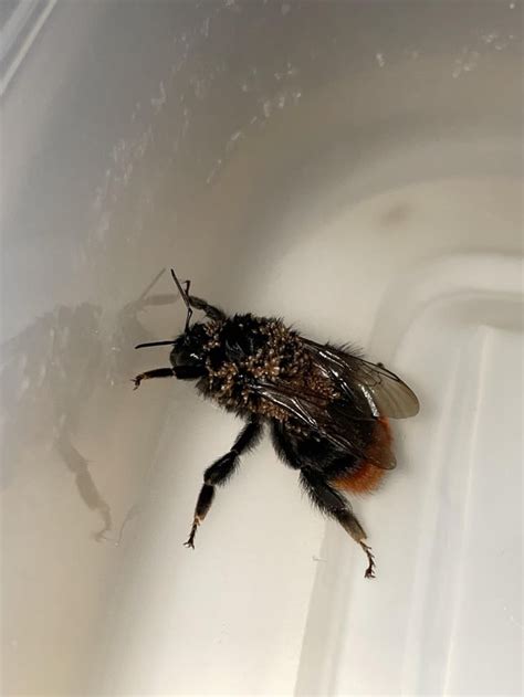 Mite Infested Bumblebee R Bees
