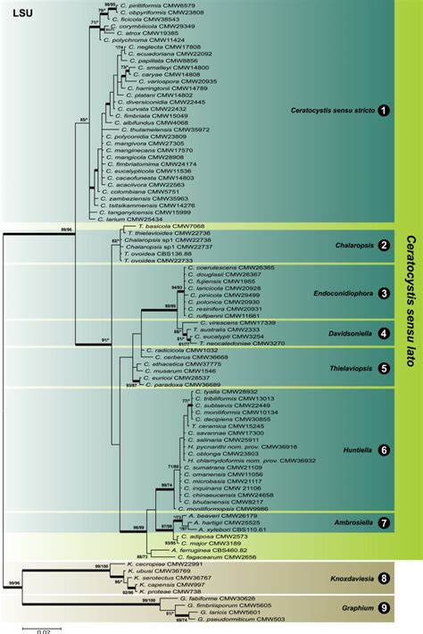 Bayesian Phylogram Derived From Analyses Of The Aligned Lsu Dataset
