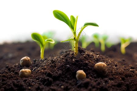 种子发芽高清图片下载 正版图片601139771 摄图网
