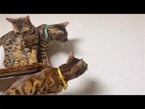 ちっこい虫に大興奮のメンズ兄弟 YouTube