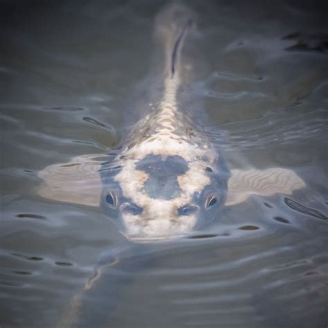 What Is A Ghost Koi