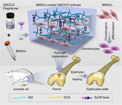 Biodegradable Dual Cross Linked Hydrogels With Stem Cell