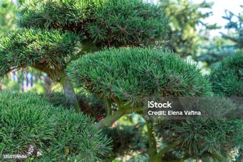 니바키 또는 가든 분재 여름 날에 정원에서 소나무와 풍경 푸른 하늘에 아름다운 가지 수양과 대기 식물 패턴 가문비나무에 대한 스톡 사진 및 기타 이미지 Istock