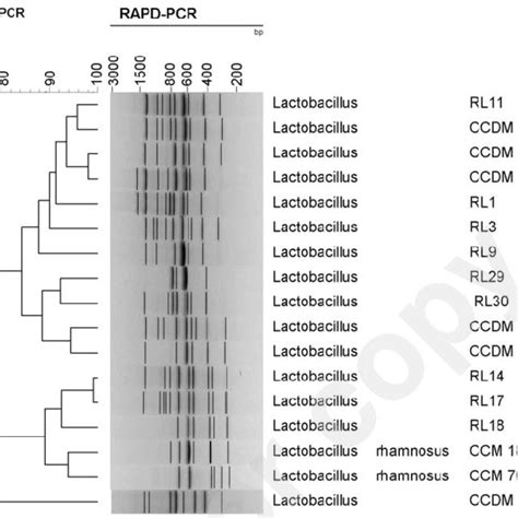 Dendrogram Generated From Rapdpcr Patterns Using Upgma Analysis And