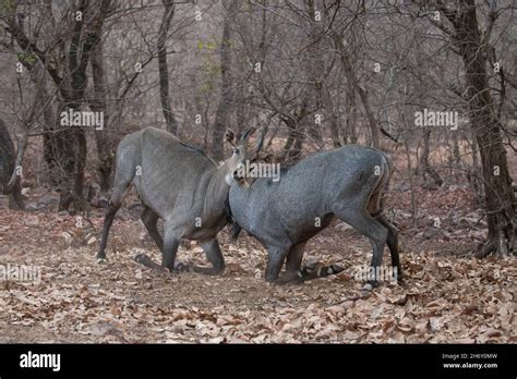 Beautiful And Biggest Asian Antelope Nilgai Male Fighting In The Nature
