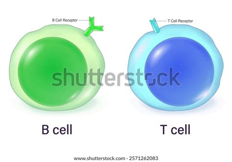 T Cell B Cell Vector Adaptive Stock Vector Royalty Free 2571262083