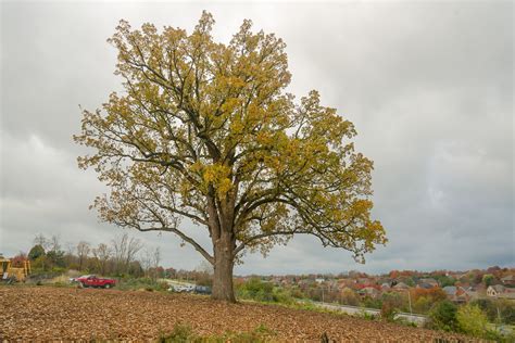 Tom Kimmerer The Old Schoolhouse Tree