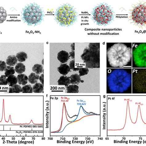 Synthesis And Characterization Of Fe3o4 Pt Nps A Schematic Download Scientific Diagram