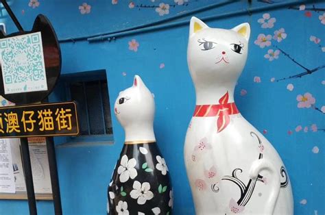免费的文艺街道厦门猫街
