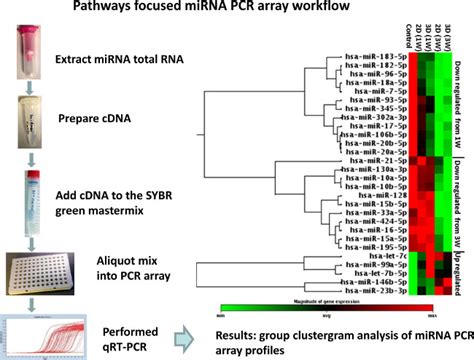 mir pcr array