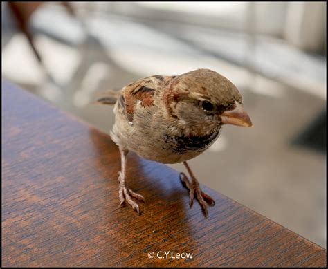 Man Behind Lens Lumix Gx85 Did Panasonic Get It Right