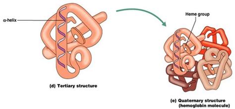 Polymers Flashcards Quizlet