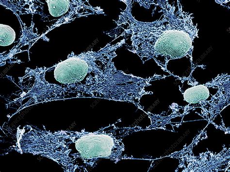 Cells Sem Stock Image G4500104 Science Photo Library