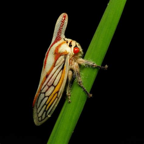 4 Astonishing Treehopper Species You Should See Whatdewhat