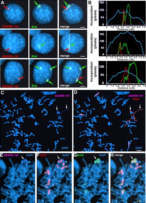 Figures And Data In Asar Lncrnas Control Dna Replication Timing Through Interactions With