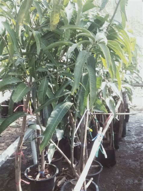 มะม่วงอกร่องพิกุลทอง 2ต้น ต้นใหญ่80ซม Patcharee 1579573840 Thaipick