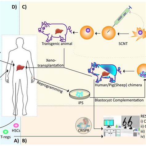 On Going And Future Applications Of Crispr Technology For Solid Organ