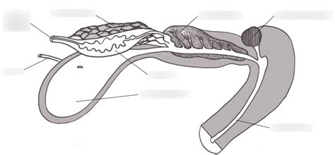 Accessory Sex Glands Schematic Bull Diagram Quizlet