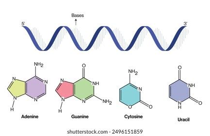 Detailed Vector Illustration Rna Structure Bases Stock Vector Royalty Free
