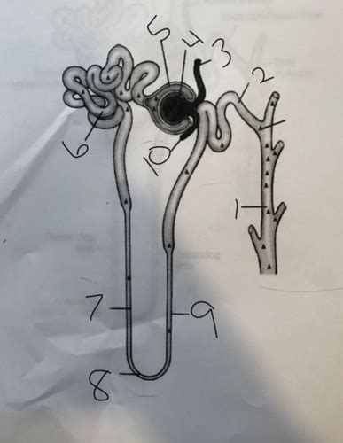 Nephron Labeling Flashcards Quizlet
