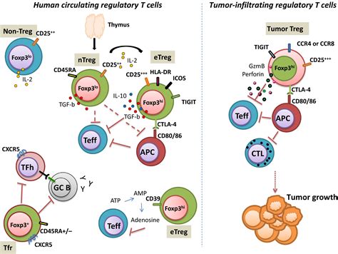 How Do Master Regulatory Genes Function In Cell Differentiation