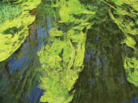 Filamentous Algae Upl Aquatics