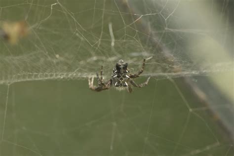 Spiders And Pest Control Earth Wise