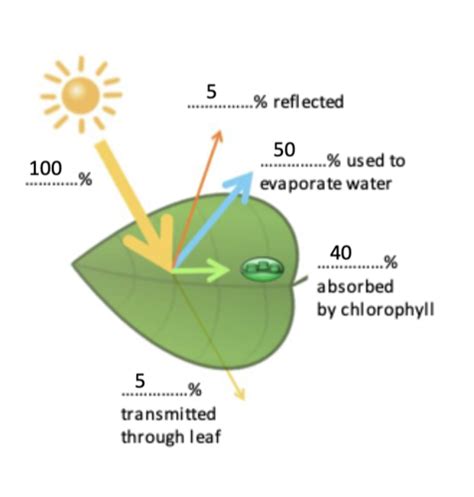 Topic 5 Energy Flow Gpp Npp Flashcards Quizlet