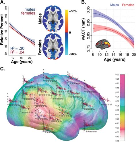 Sex Differences In The Developing Brain Insights From Multimodal Neuroimaging Pmc
