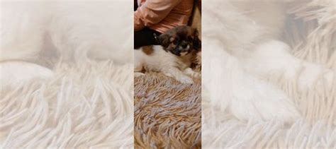 Пекинес девочка купить в Рязани Животные и зоотовары Авито