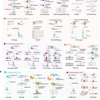 Methods For Detection Of RNA Modifications Sequencing Methods For A Download Scientific