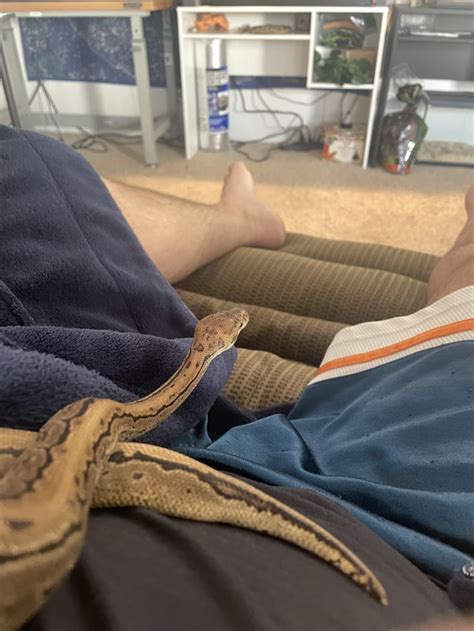 My Ball Python Babies 🥰 Rsnakes My Ball Python Babies 🥰 Rsnakes