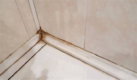 Як вивести грибок зі стелі та стін дієві поради які неодмінно допоможуть кожній господині