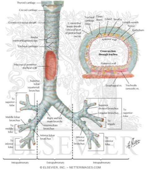 Trachea And Bronchi