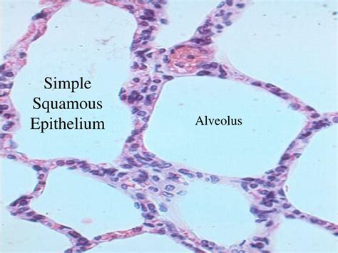 Function Of Simple Squamous Epithelium In Alveoli At Luke Earsman Blog