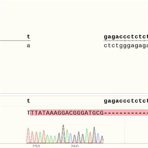 Sanger Sequencing And Alignment Of Pcr Products Of Inserted Sgrna In Download Scientific