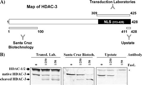 Hdac 3 Is Cleaved At Its C Terminus A Schematic Representation Of