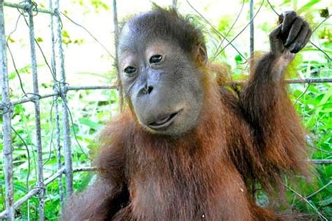 ダウン症の猫・・・（画像） ポッカキットポッカキット